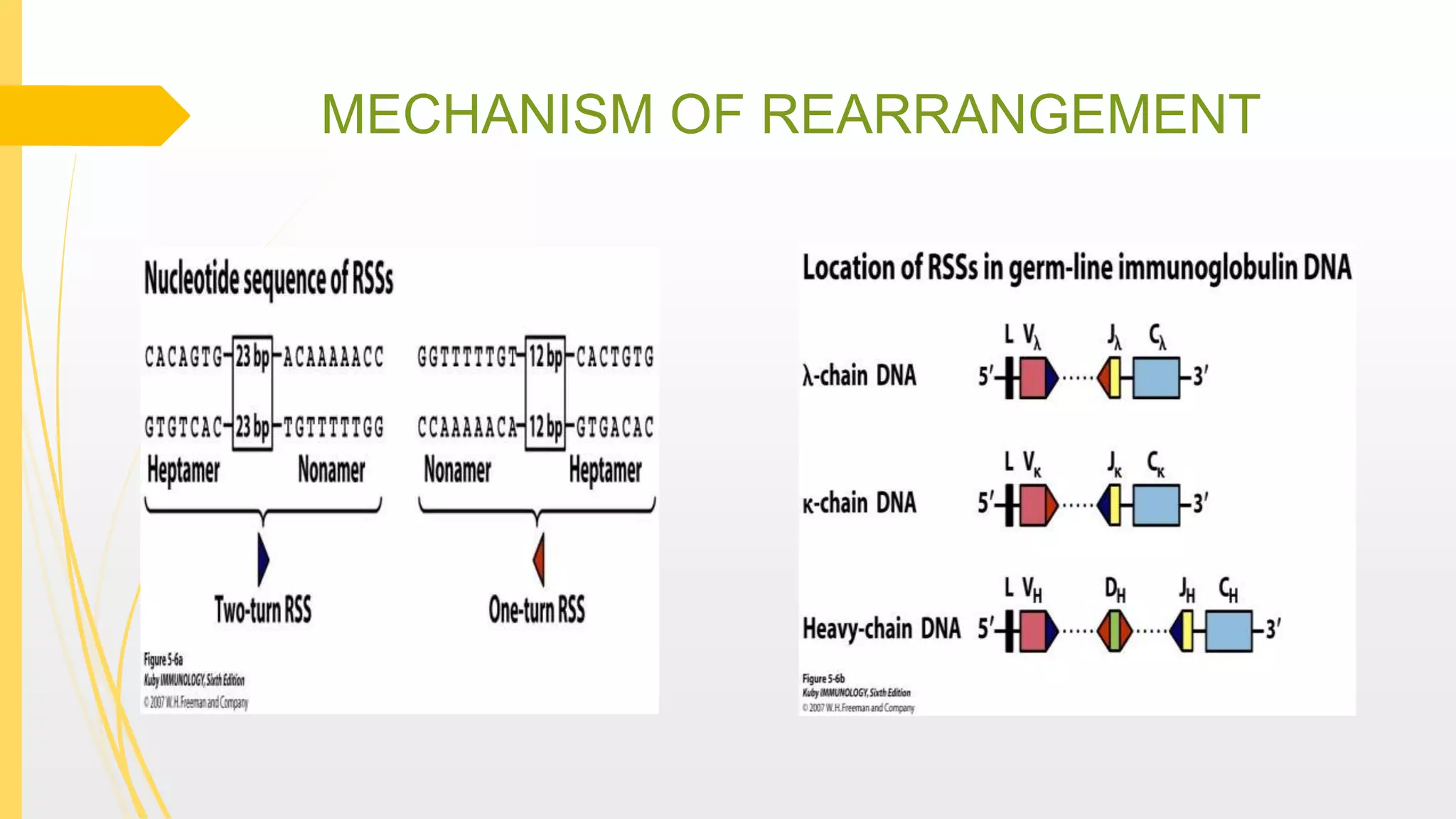 ANTIBODY STRUCTURE AD GENE REARRANGEMENTS | PPTX