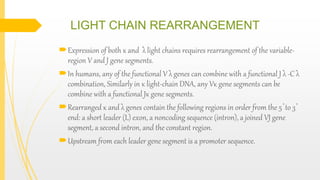 ANTIBODY STRUCTURE AD GENE REARRANGEMENTS | PPTX