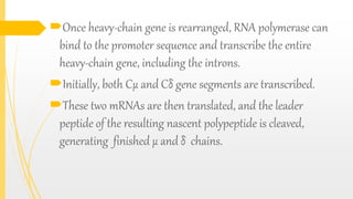 ANTIBODY STRUCTURE AD GENE REARRANGEMENTS | PPTX