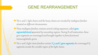 ANTIBODY STRUCTURE AD GENE REARRANGEMENTS | PPTX