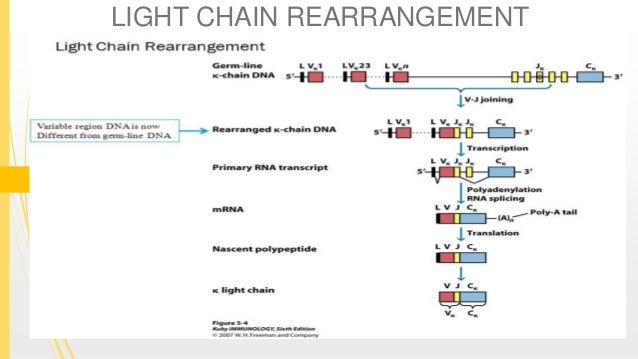 ANTIBODY STRUCTURE AD GENE REARRANGEMENTS