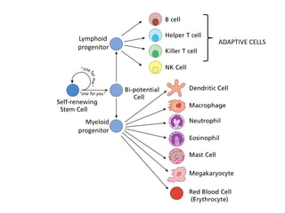 Introductory Immunology Presentation | PPTX