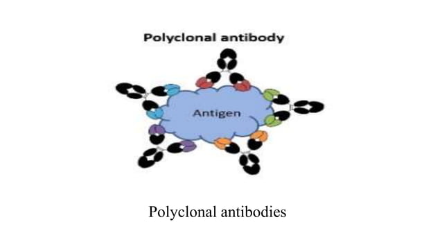 Monoclonal And Polyclonal Antibodies | PPTX