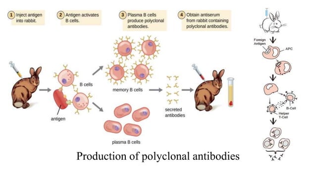 Monoclonal And Polyclonal Antibodies | PPTX