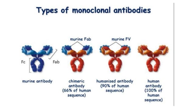 Monoclonal And Polyclonal Antibodies