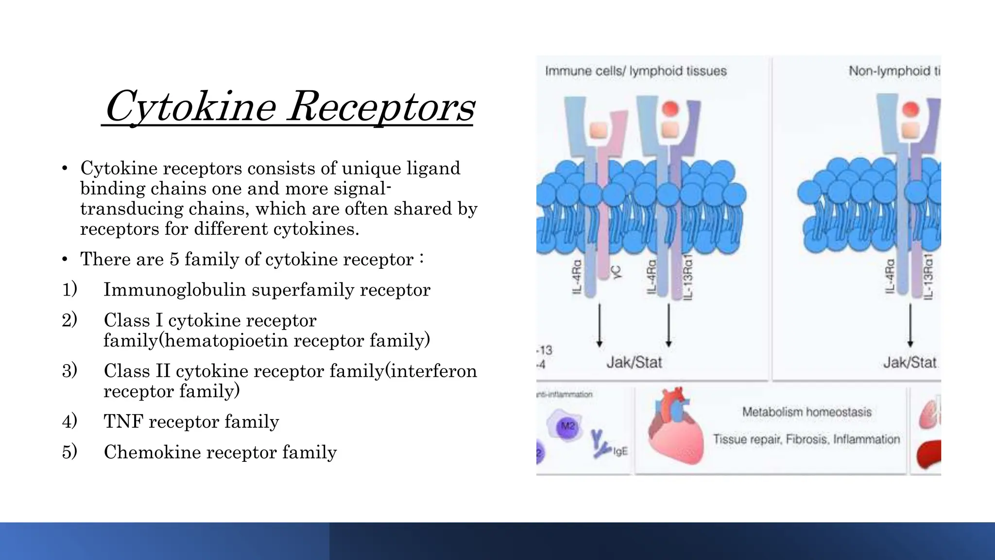 Cytokines and their role in immune regulation.pptx