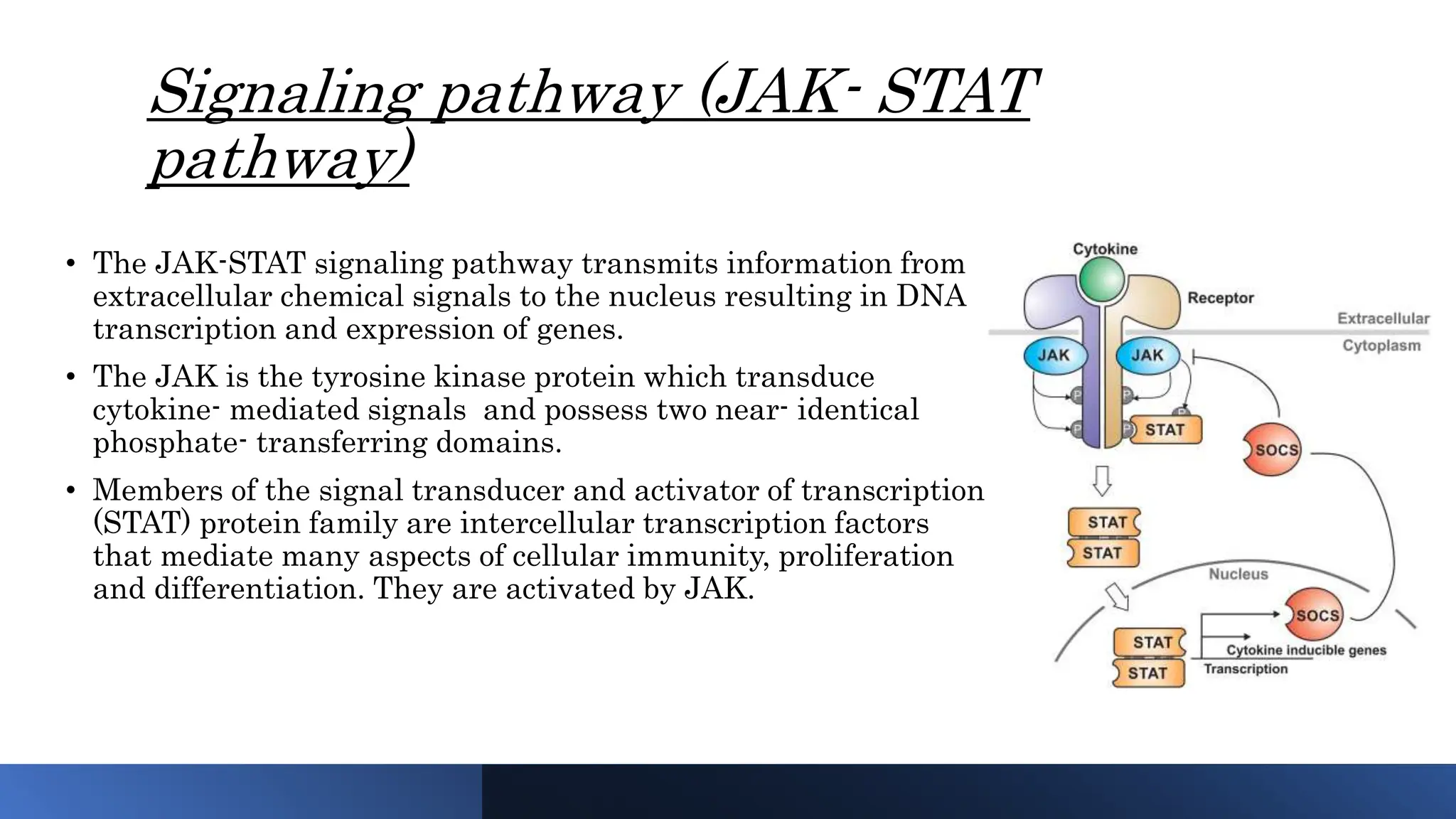 Cytokines and their role in immune regulation.pptx