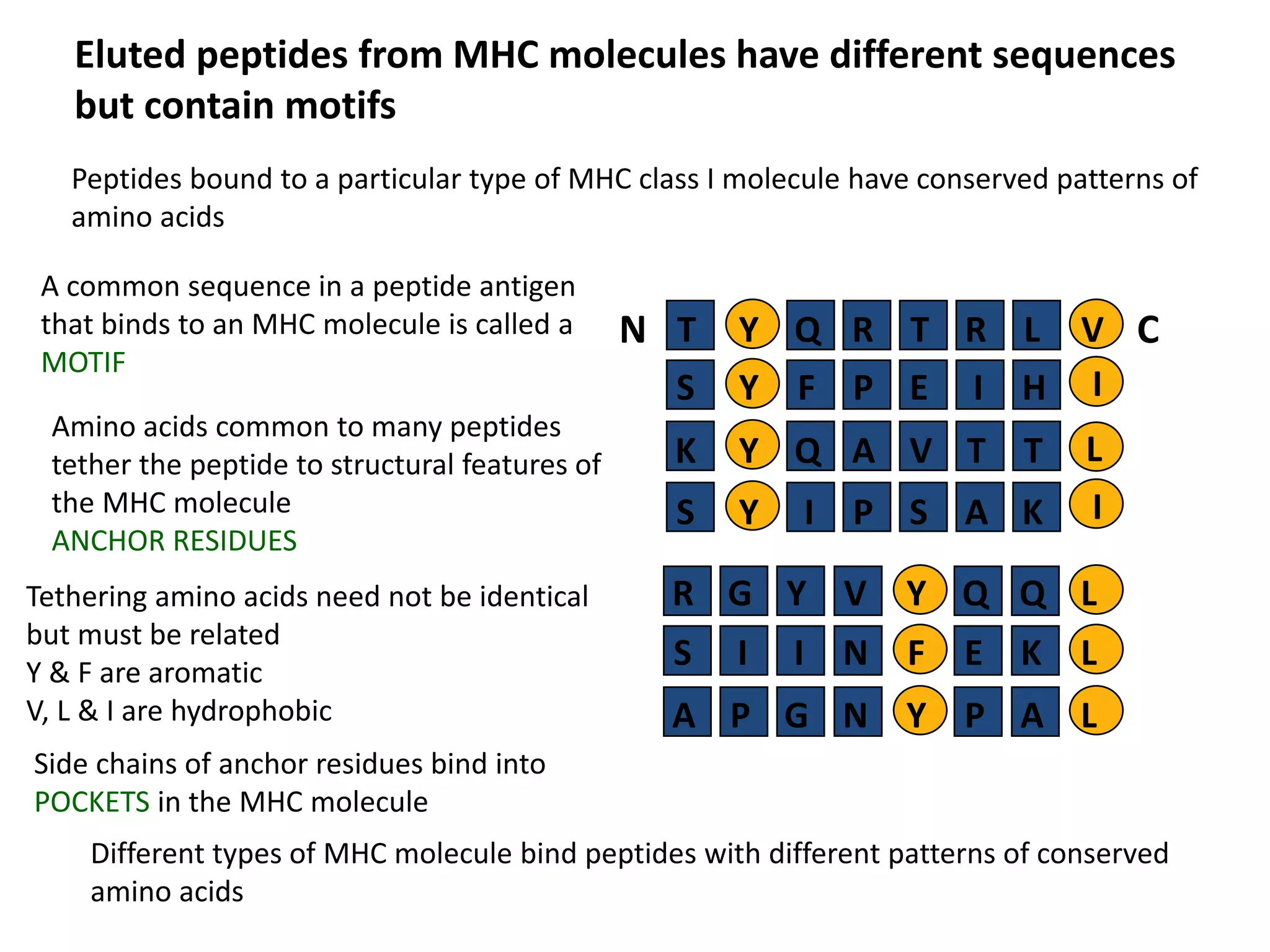 Major Histocompatibility complex & Antigen Presentation and Processing ...