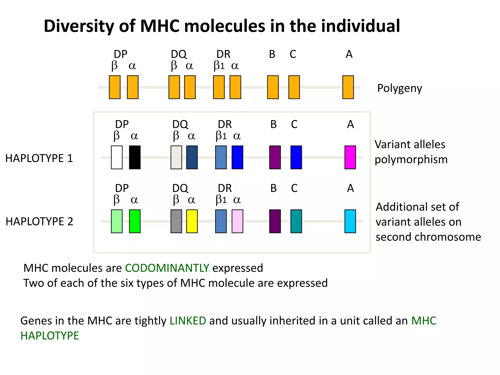 Major Histocompatibility complex & Antigen Presentation and Processing ...