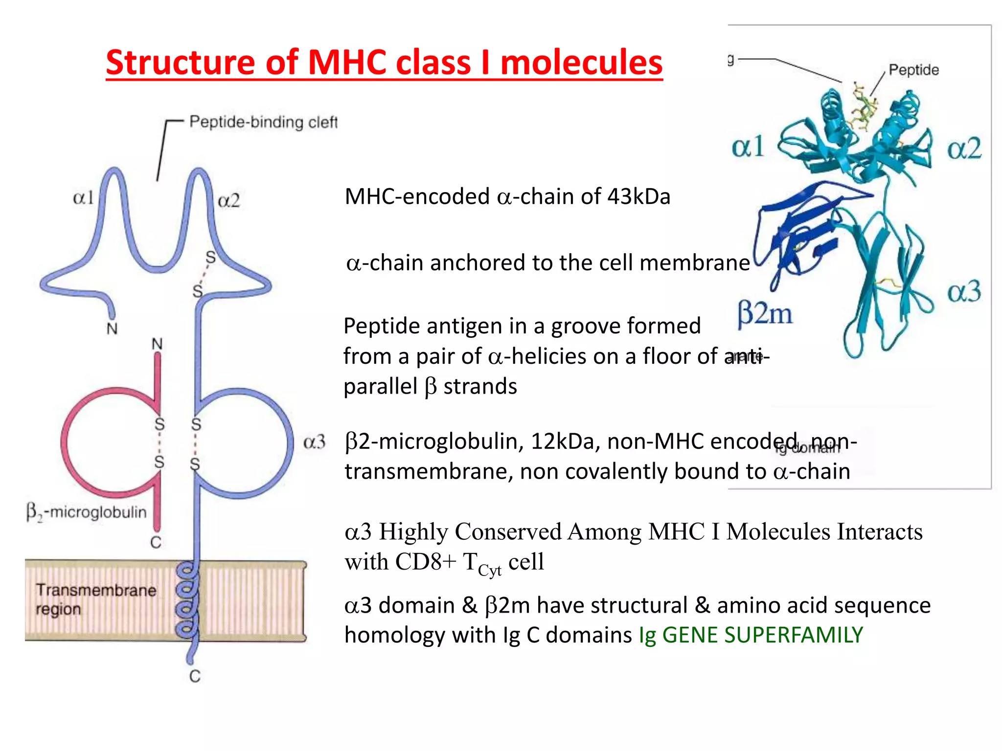 Major Histocompatibility complex & Antigen Presentation and Processing ...