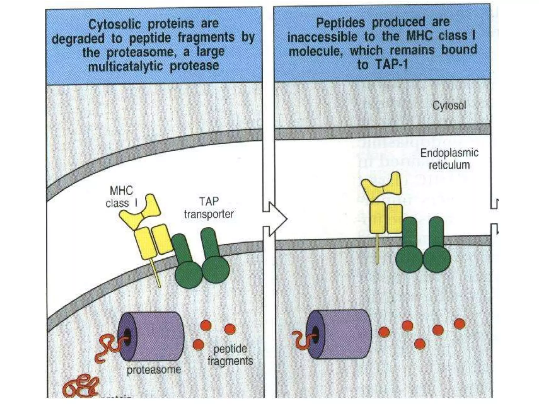 Major Histocompatibility complex & Antigen Presentation and Processing | PPTX