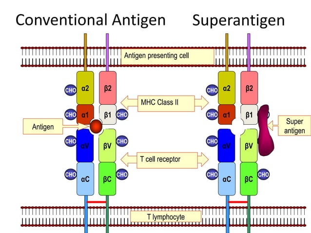 Major Histocompatibility complex & Antigen Presentation and Processing | PPTX | Chemistry | Science