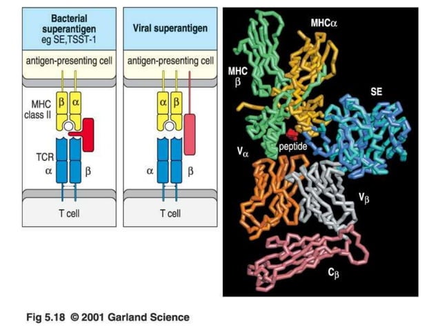 Major Histocompatibility complex & Antigen Presentation and Processing | PPTX | Chemistry | Science