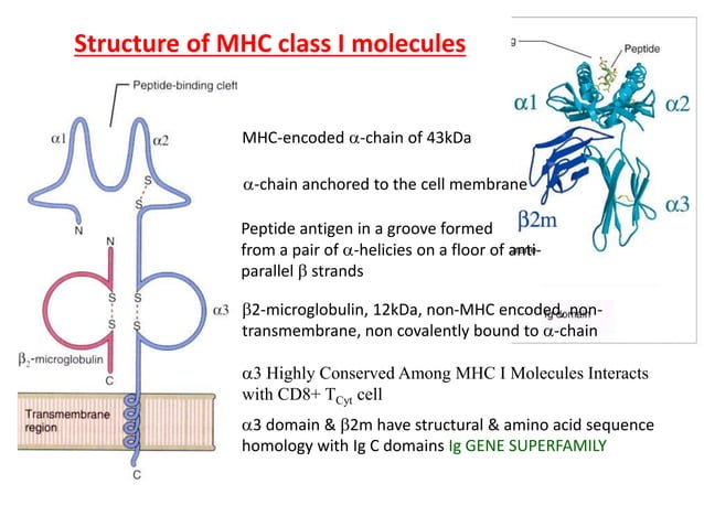 Major Histocompatibility complex & Antigen Presentation and Processing | PPTX | Chemistry | Science