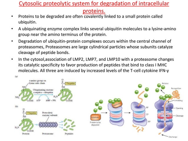 Major Histocompatibility complex & Antigen Presentation and Processing | PPTX | Chemistry | Science