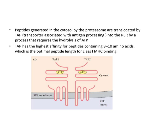 Major Histocompatibility complex & Antigen Presentation and Processing | PPTX | Chemistry | Science