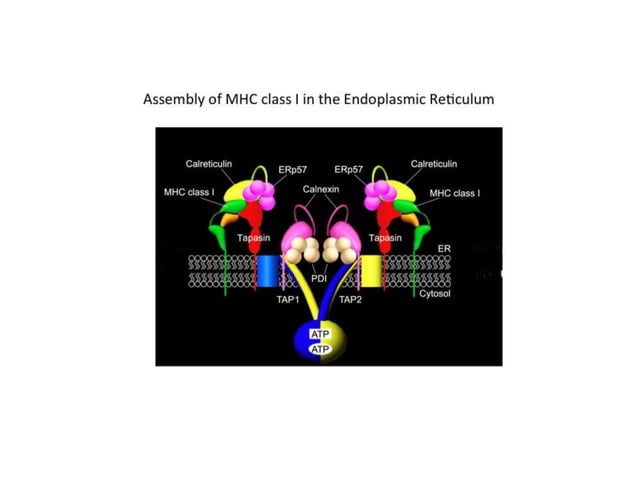 Major Histocompatibility complex & Antigen Presentation and Processing | PPTX | Chemistry | Science