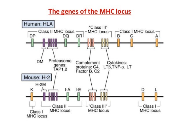 Major Histocompatibility complex & Antigen Presentation and Processing