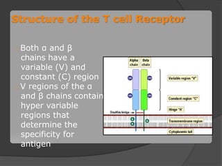 T Cell and its differentiation | PPTX