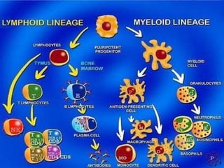 T Cell and its differentiation | PPTX