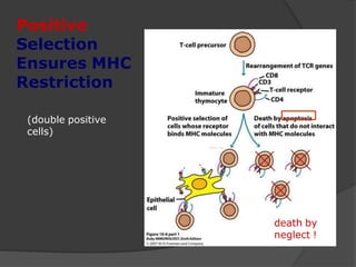 T Cell and its differentiation | PPTX
