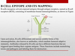T AND B CELL EPITOPE MAPPING.pptx