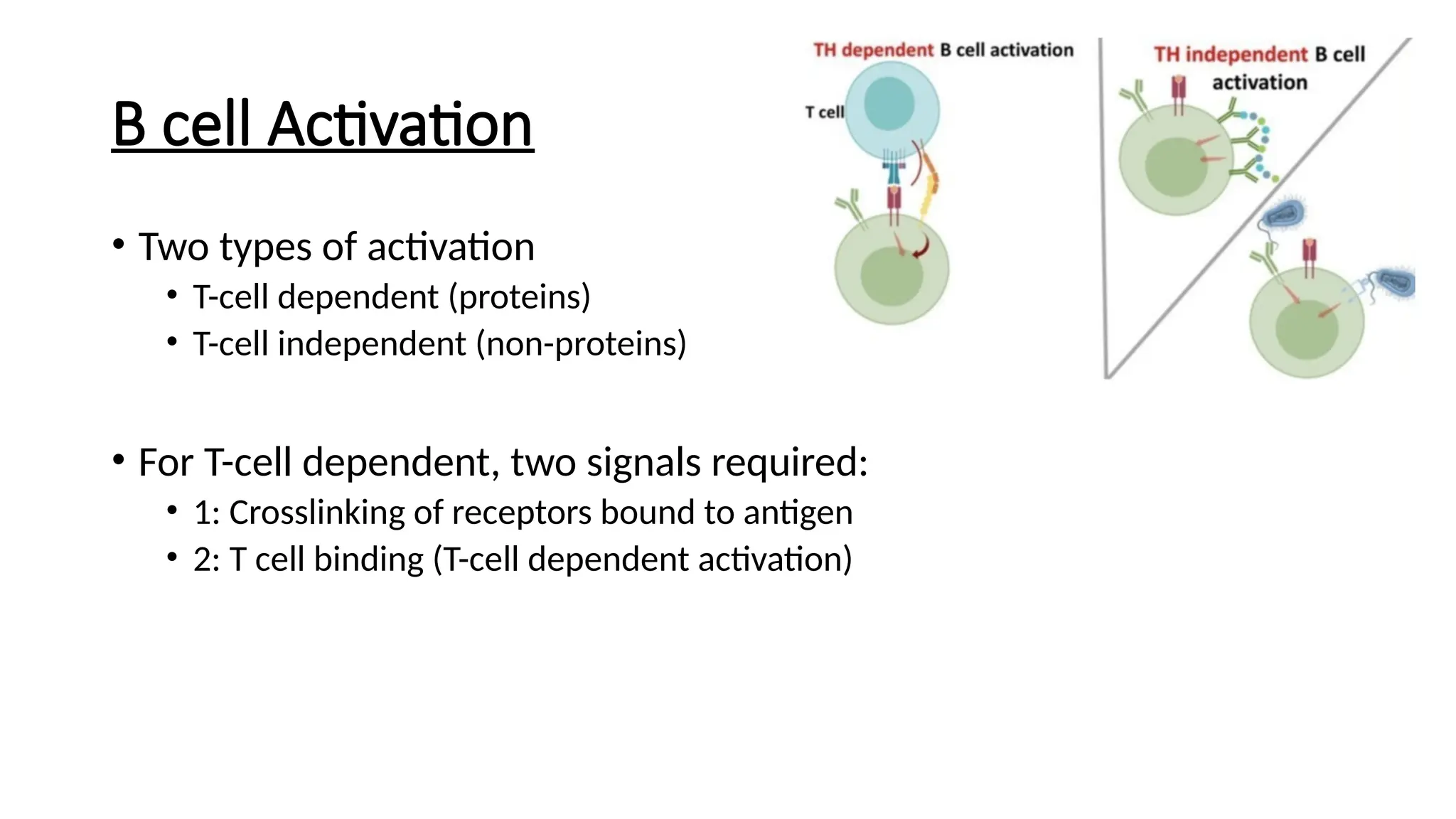IMMUNOLOGY (The Basic Concept) A SLIDE IN CSH | PPT