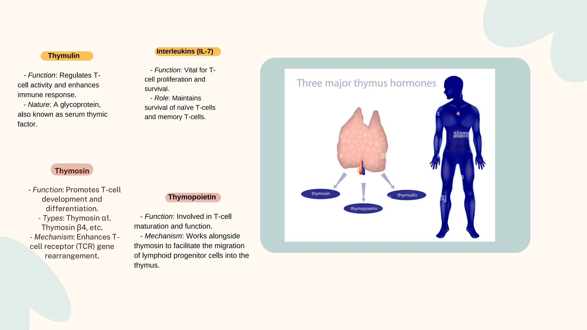Immunology Thymus Hormones presentation. | PDF