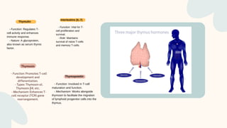 Immunology Thymus Hormones presentation. | PDF
