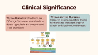 Immunology Thymus Hormones presentation. | PDF