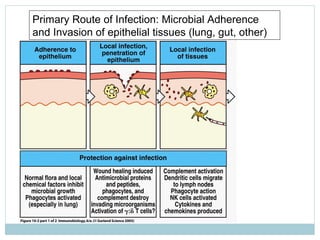 Immunology to infection antimicrobial agents and immunization- | PPT
