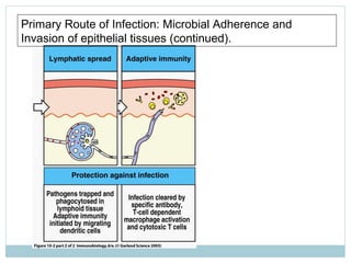 Immunology to infection antimicrobial agents and immunization- | PPT