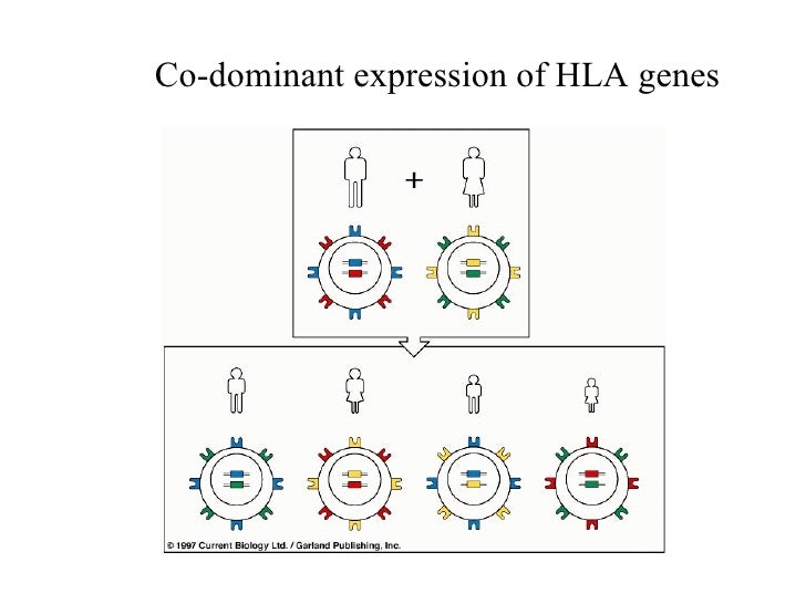 Immunology vii hla_regulation