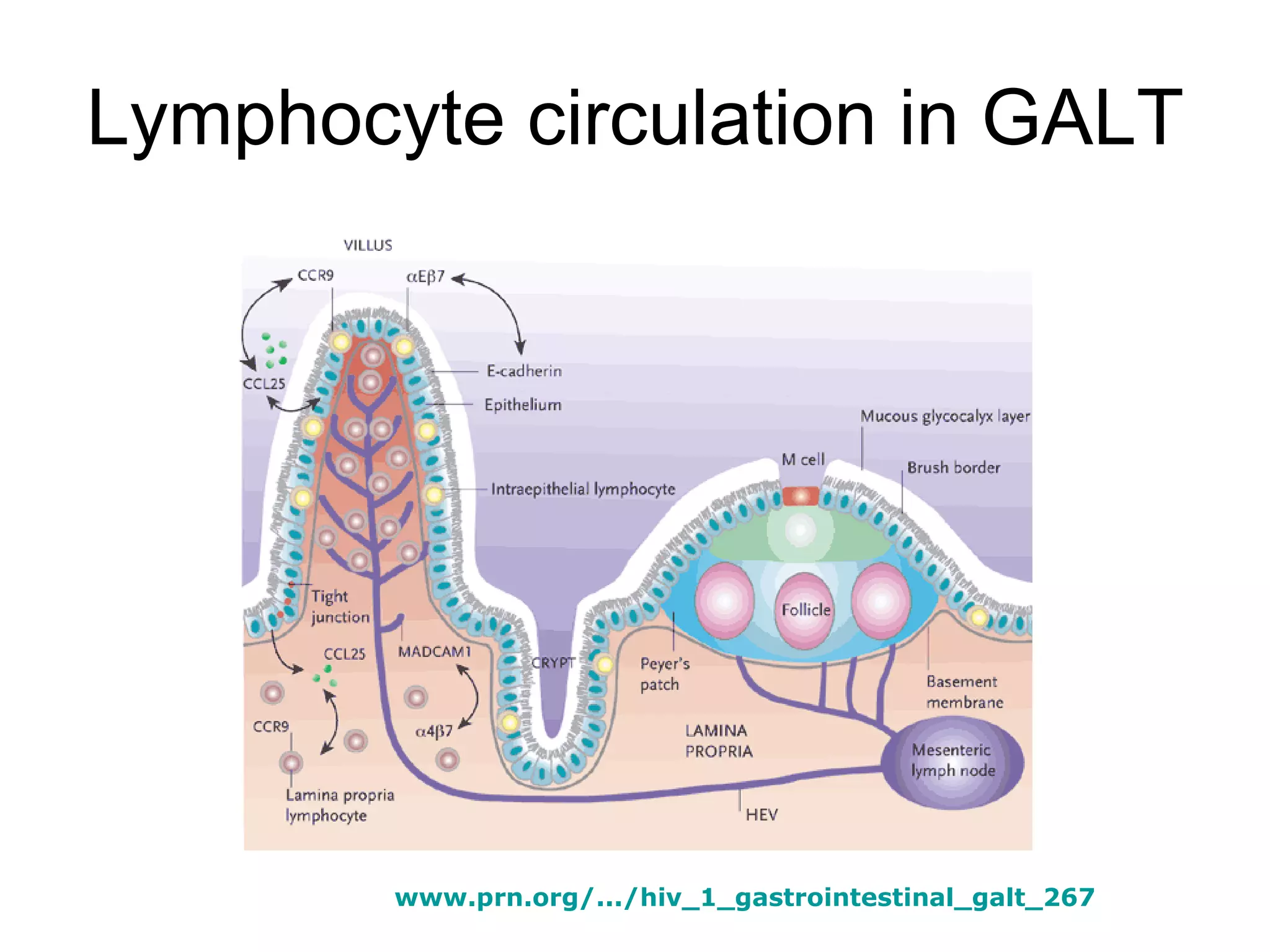 Immunology viii malt | PPT