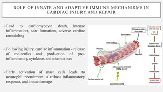 immunometabolism in cardiovascular diseases .pdf