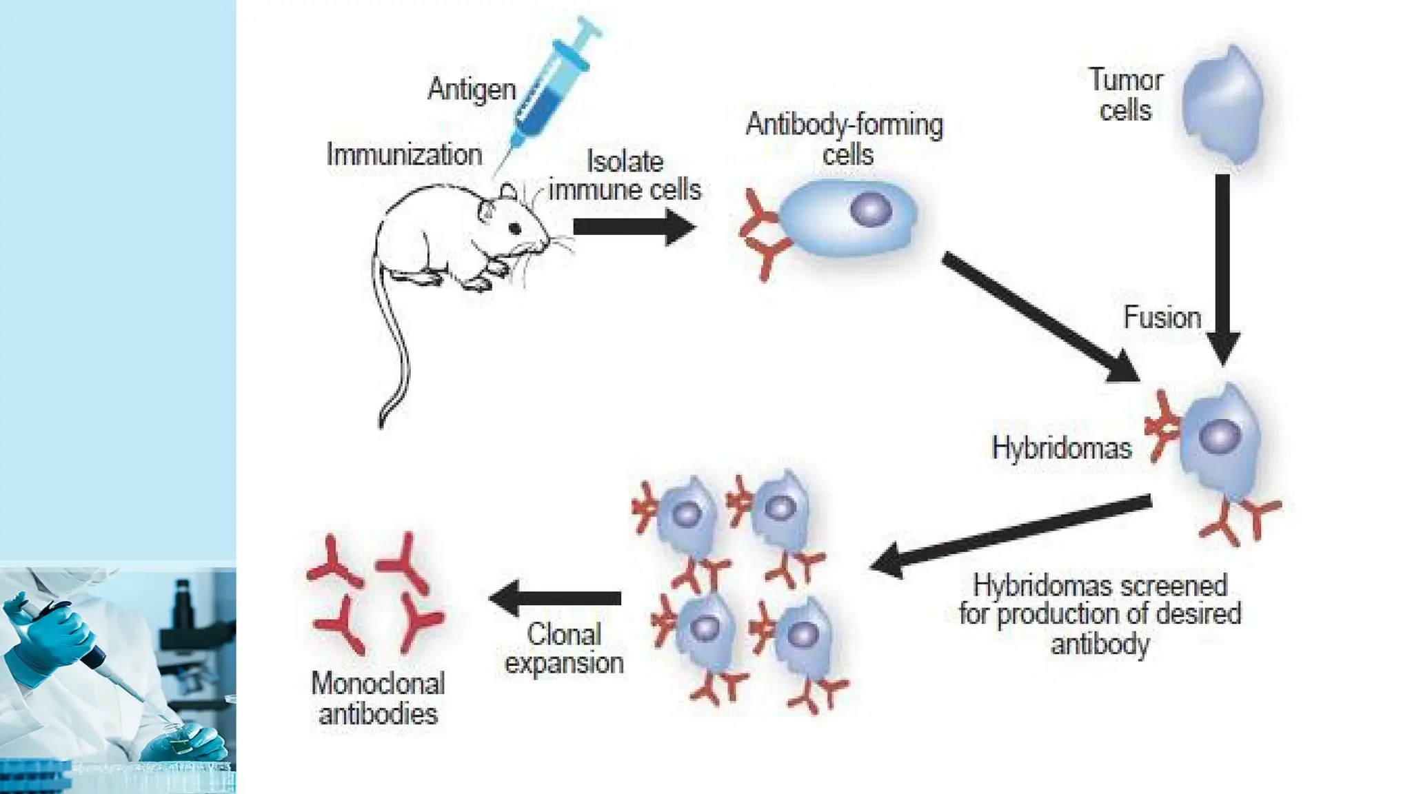 Immunomodul. ators.pptx
