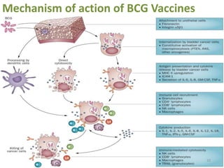 Immunomodulators | PPTX | Chemistry | Science