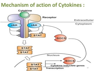 Immunomodulators | PPTX | Chemistry | Science