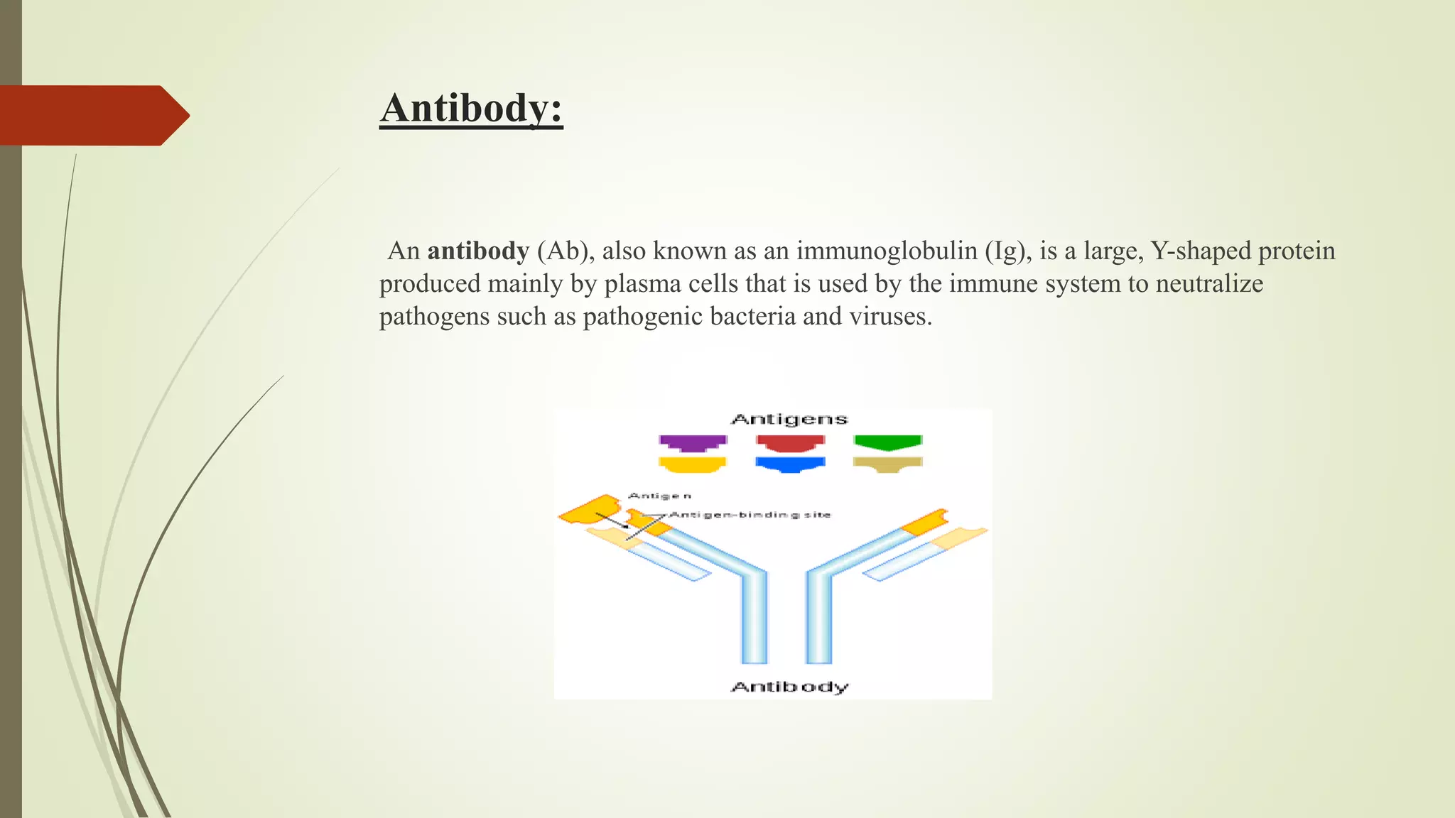 Immunomodulatory activity | PPTX
