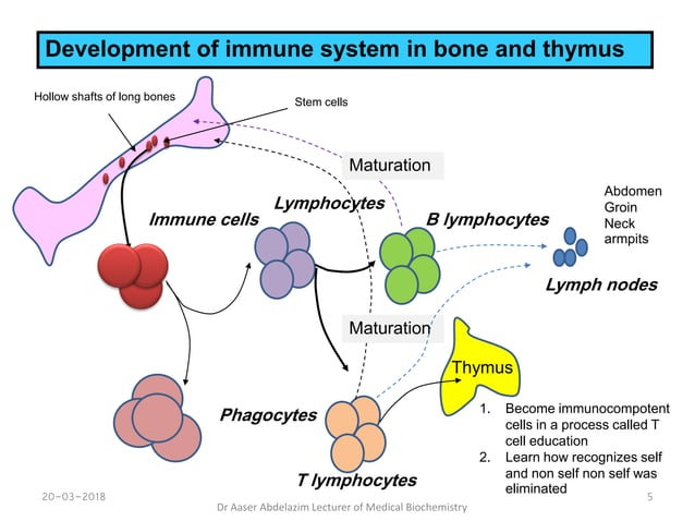 Immunology | PPT