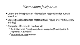 Immunopathogenesis of falciparum new.pptx