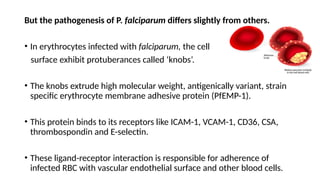 Immunopathogenesis of falciparum new.pptx