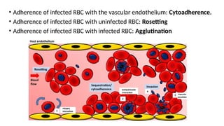 Immunopathogenesis of falciparum new.pptx