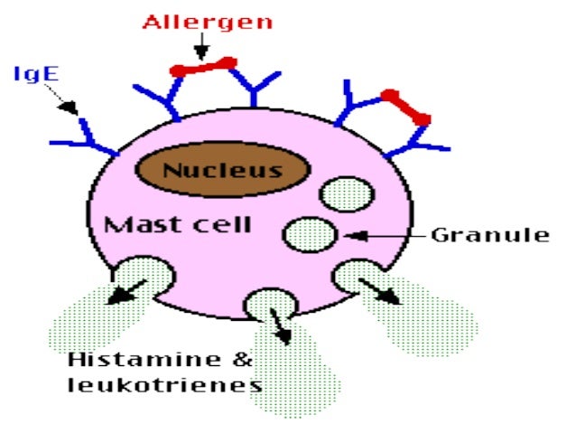 Immunopathology 1