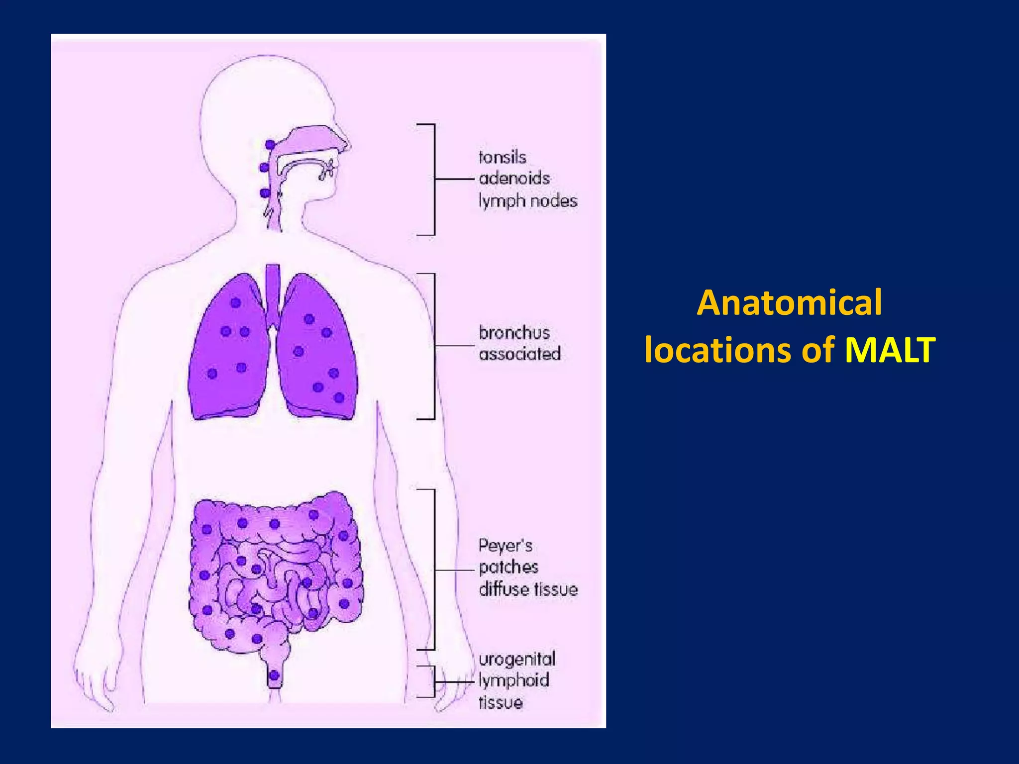 Immunopathology | PPTX