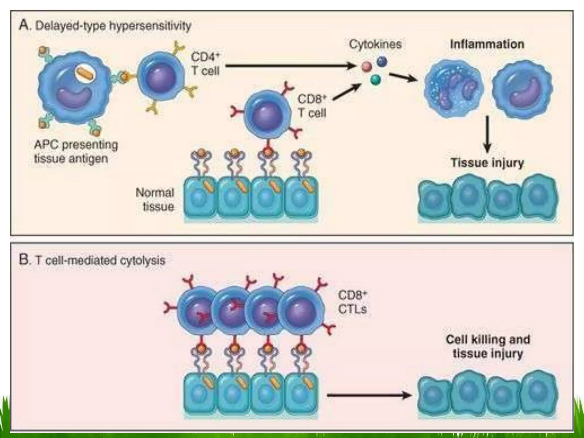 Immunopathology | PPTX