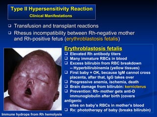 Immunopathology lecture 2+3 ,final | PPT