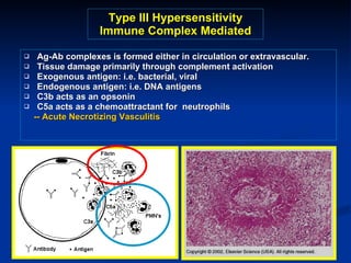 Immunopathology lecture 2+3 ,final | PPT | Allergies | Diseases and ...