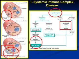 Immunopathology lecture 2+3 ,final | PPT