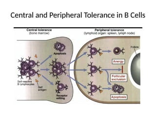 Immunopathology Lecture 3.pptx presentation | PPTX
